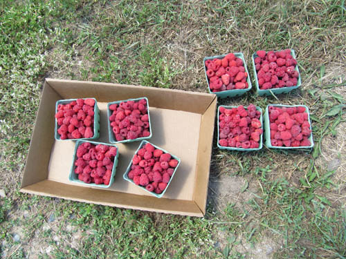 Raspberry Adventures – Take a Megabite